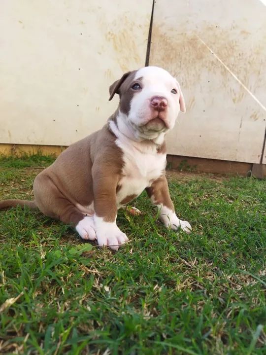 "apbt tradicional" no Brasil