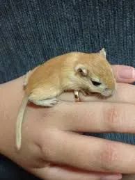 "filhote de esquilos" no Brasil