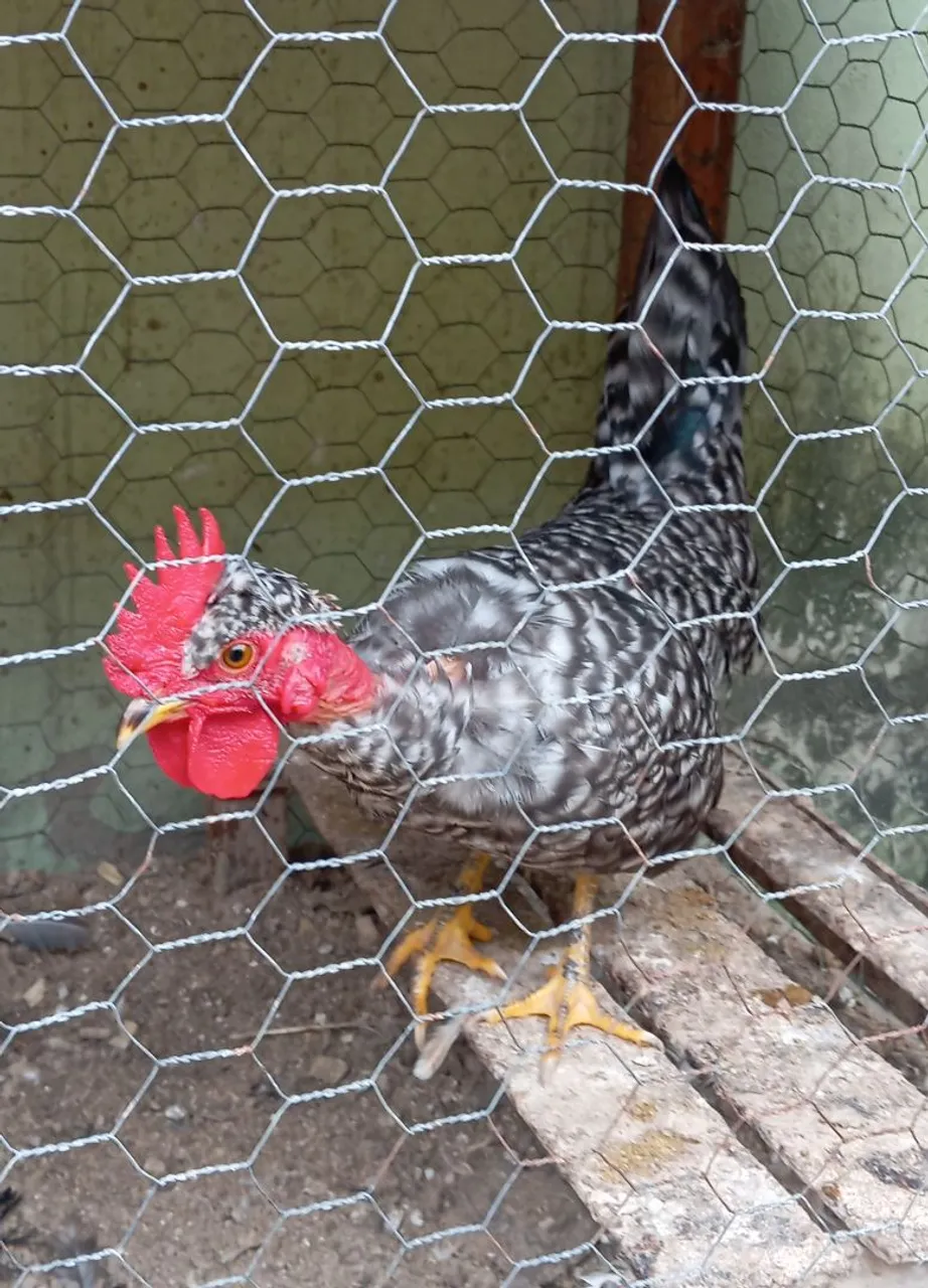 "mini garnizes" no Brasil