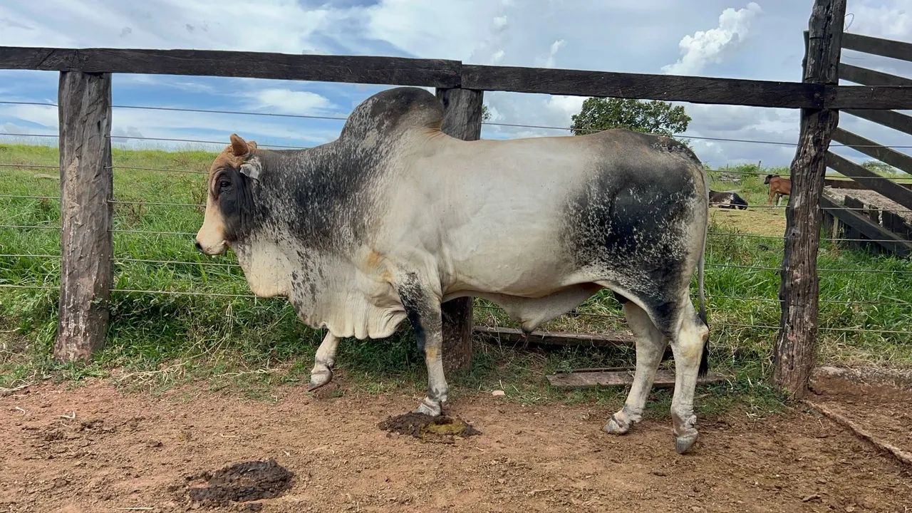 TOURO NELORE CEIP 4 ANOS - Animais para agropecuária - Núcleo ...