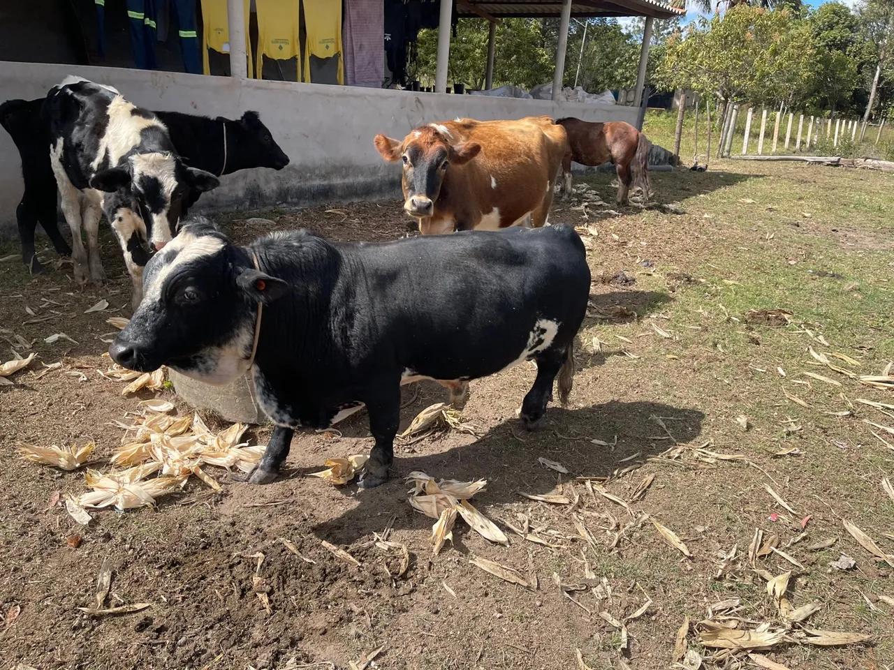 "boi mini boi" - Animais para agropecuária no Brasil