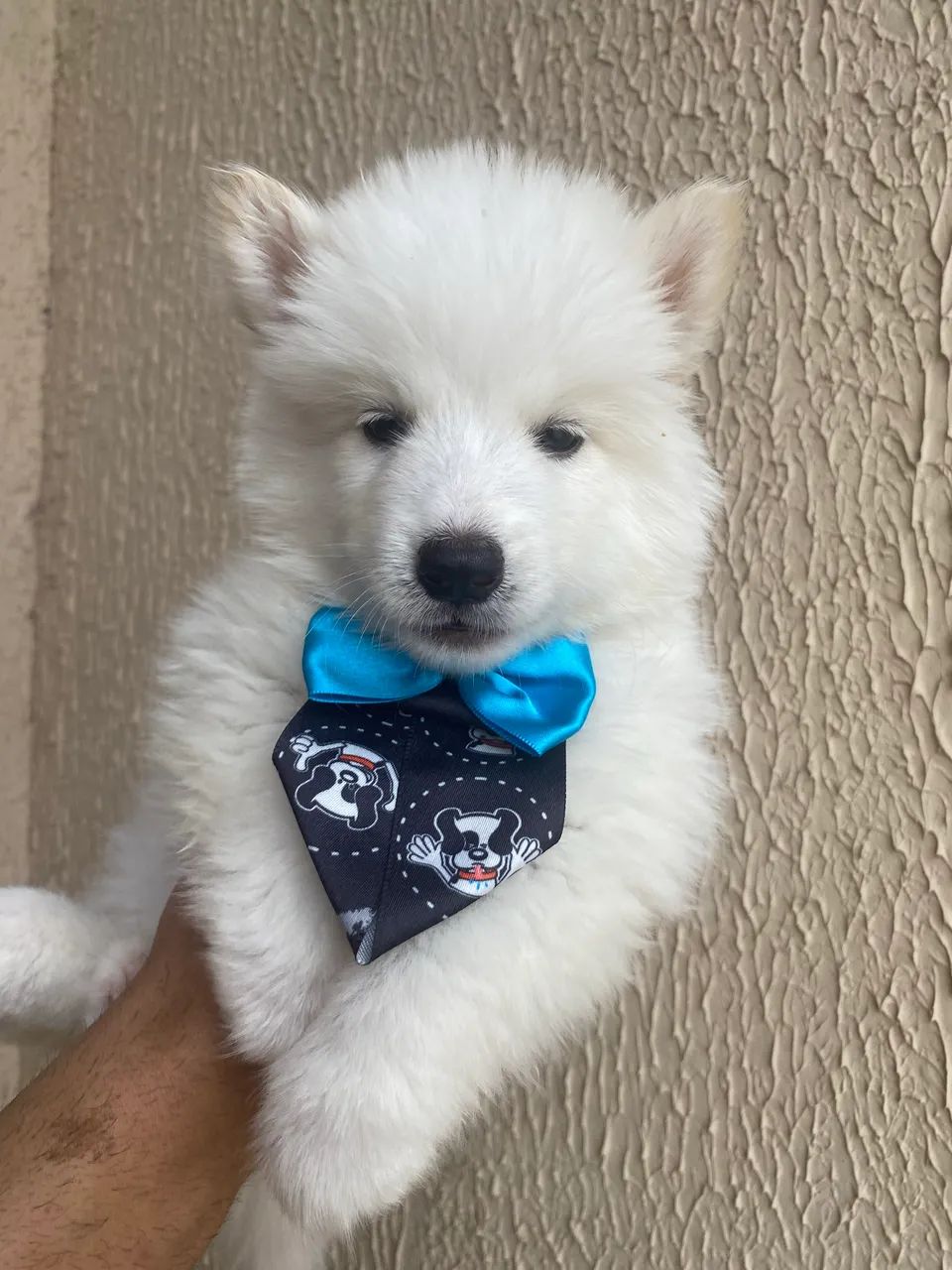 Husky Siberiano - Cachorros - Tiradentes, Juazeiro do Norte 1468032617 ...