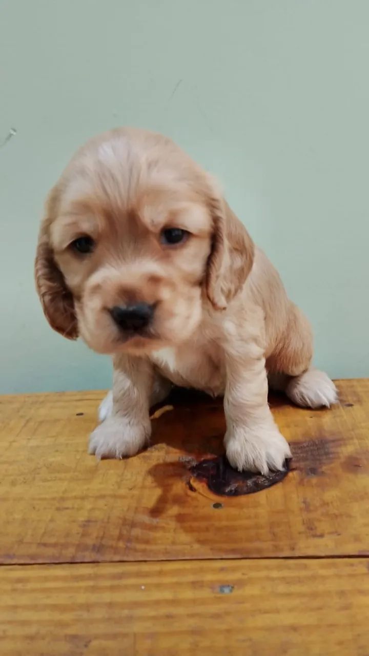 Cocker Spaniel Inglês - Cachorros - São Sebastião, Barra Mansa ...