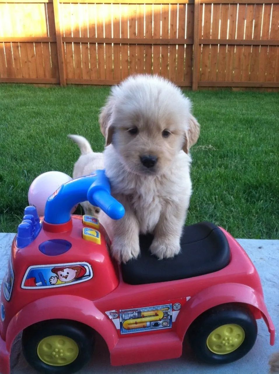 Filhotes de Golden Retriever | traga luz para sua casa com um filhote ...