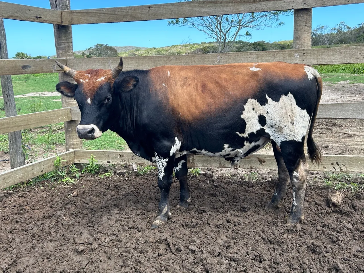 "boi mini boi" - Animais para agropecuária no Brasil