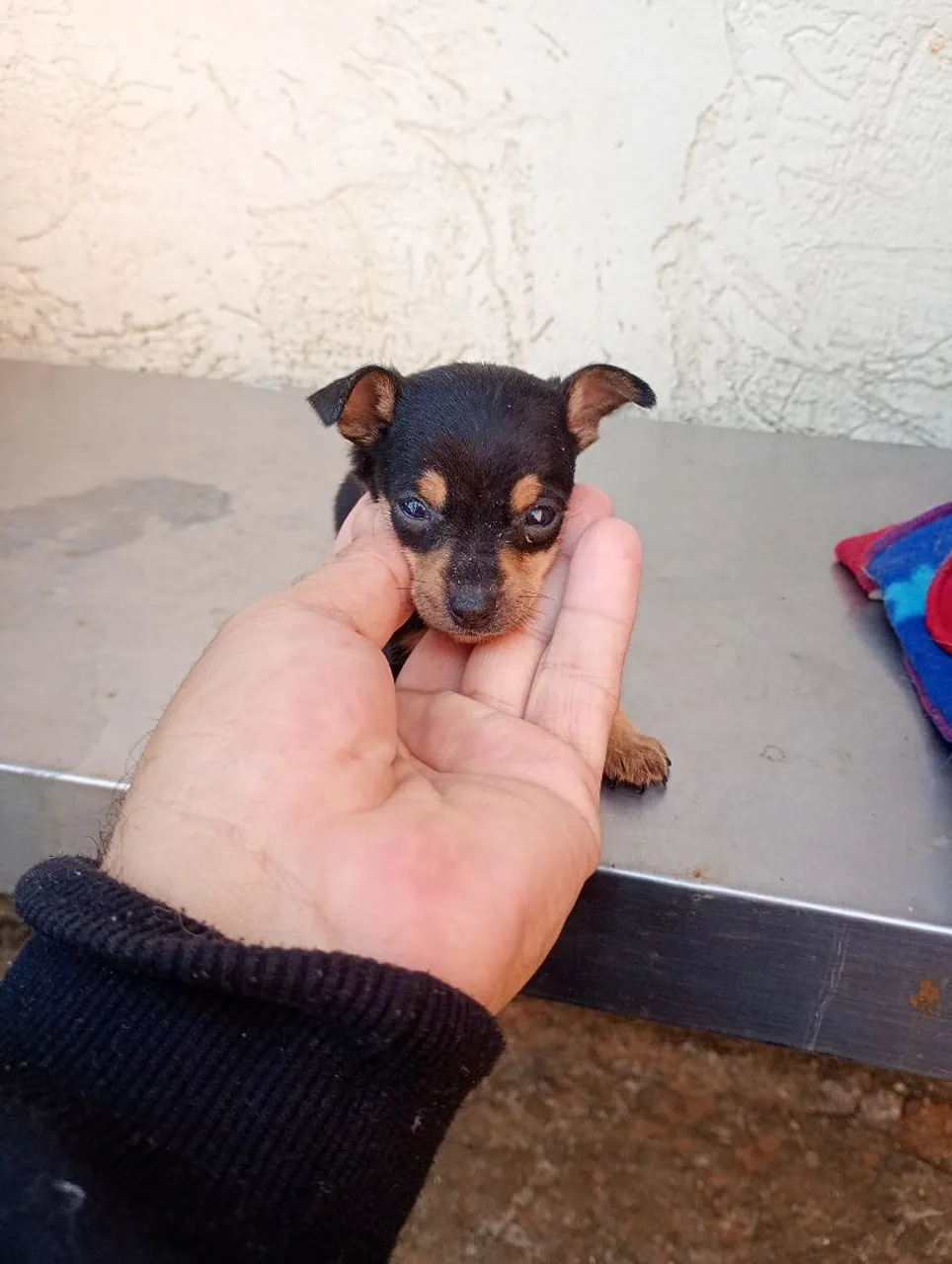 "pinscher 00 miniatura" - Cachorros no Brasil