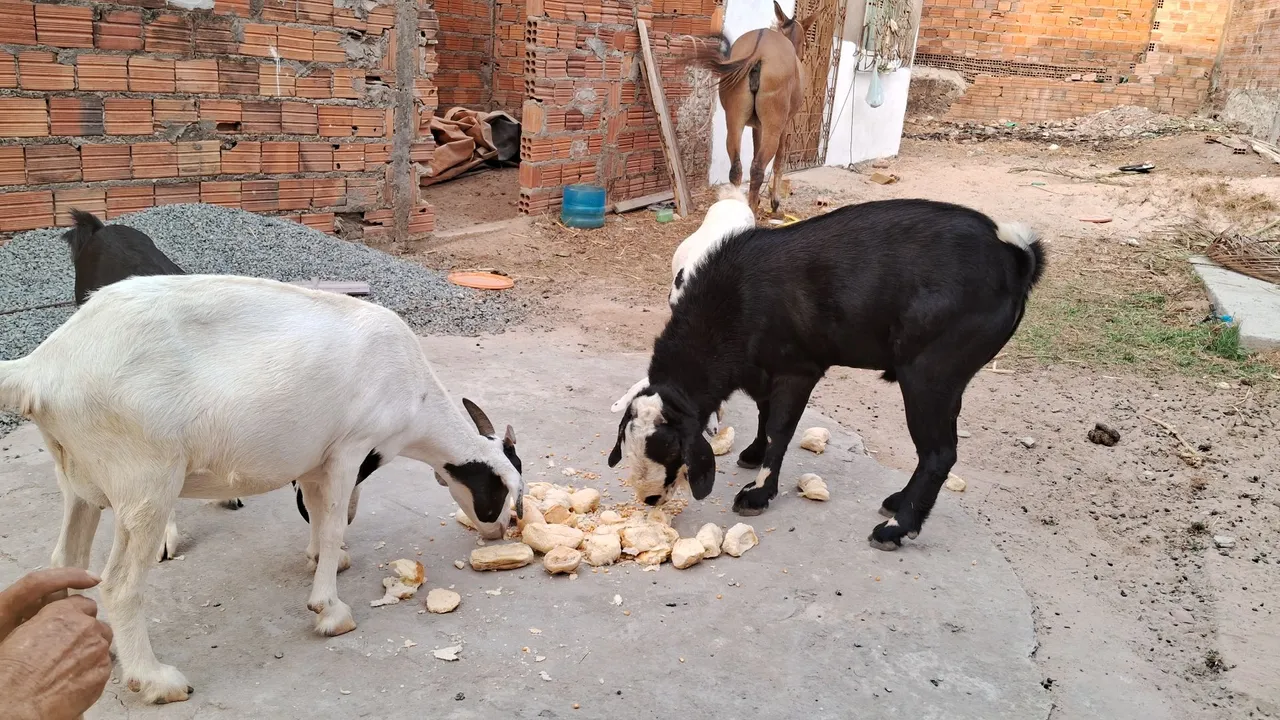 "bodes e cabras" no Brasil