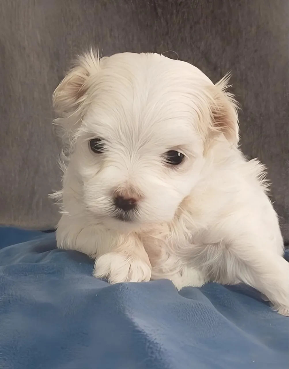 "filhotes de cachorro maltes" - Cachorros no Brasil