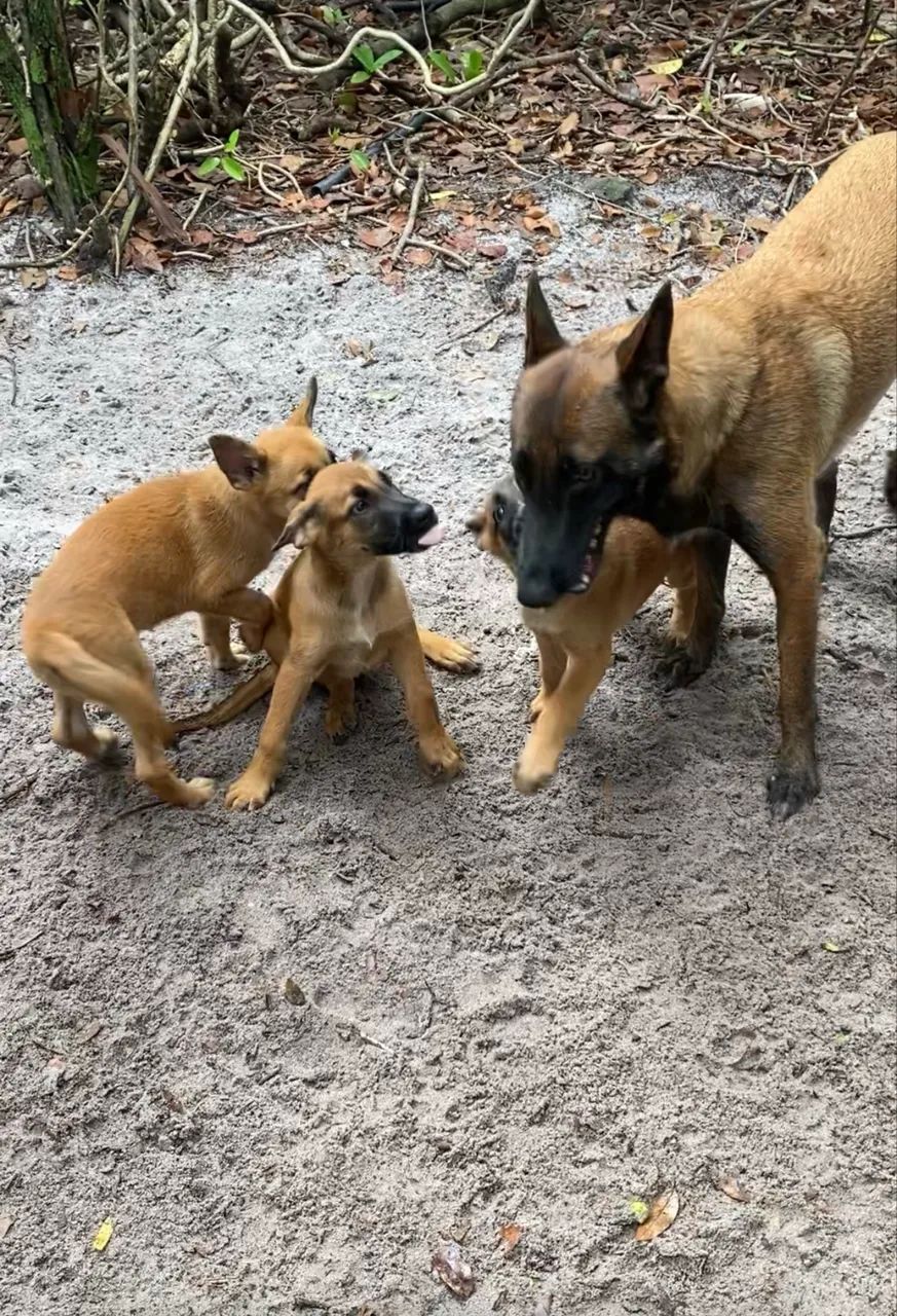 Filhotes de Pastor Malinois - Cachorros - Guarajuba (Monte Gordo ...