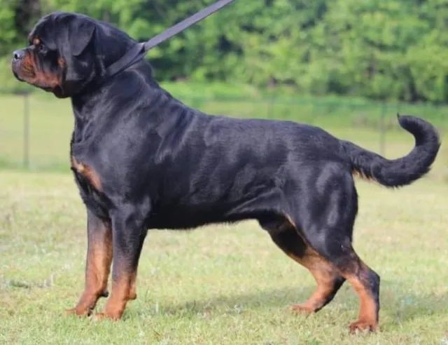 Animais de estimação - Poções, Bahia