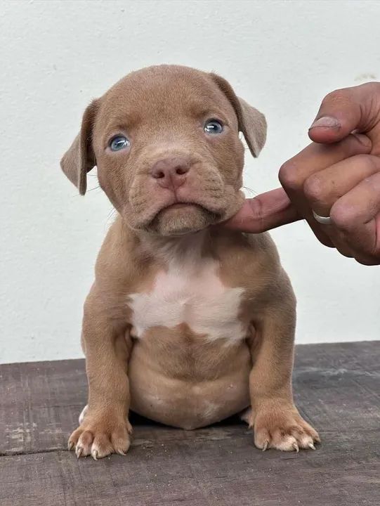 "pitmonsters" no Brasil