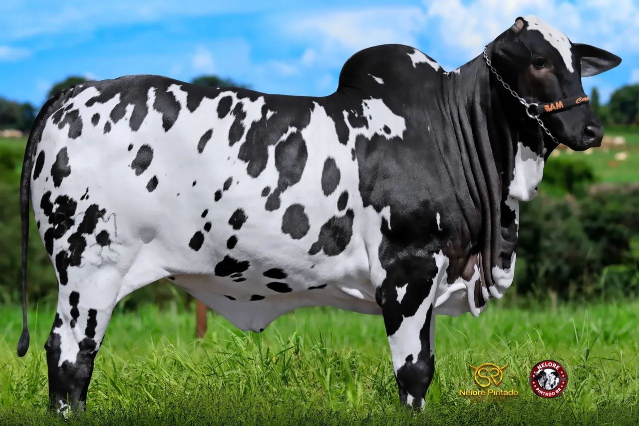 "nelori pintado" no Brasil