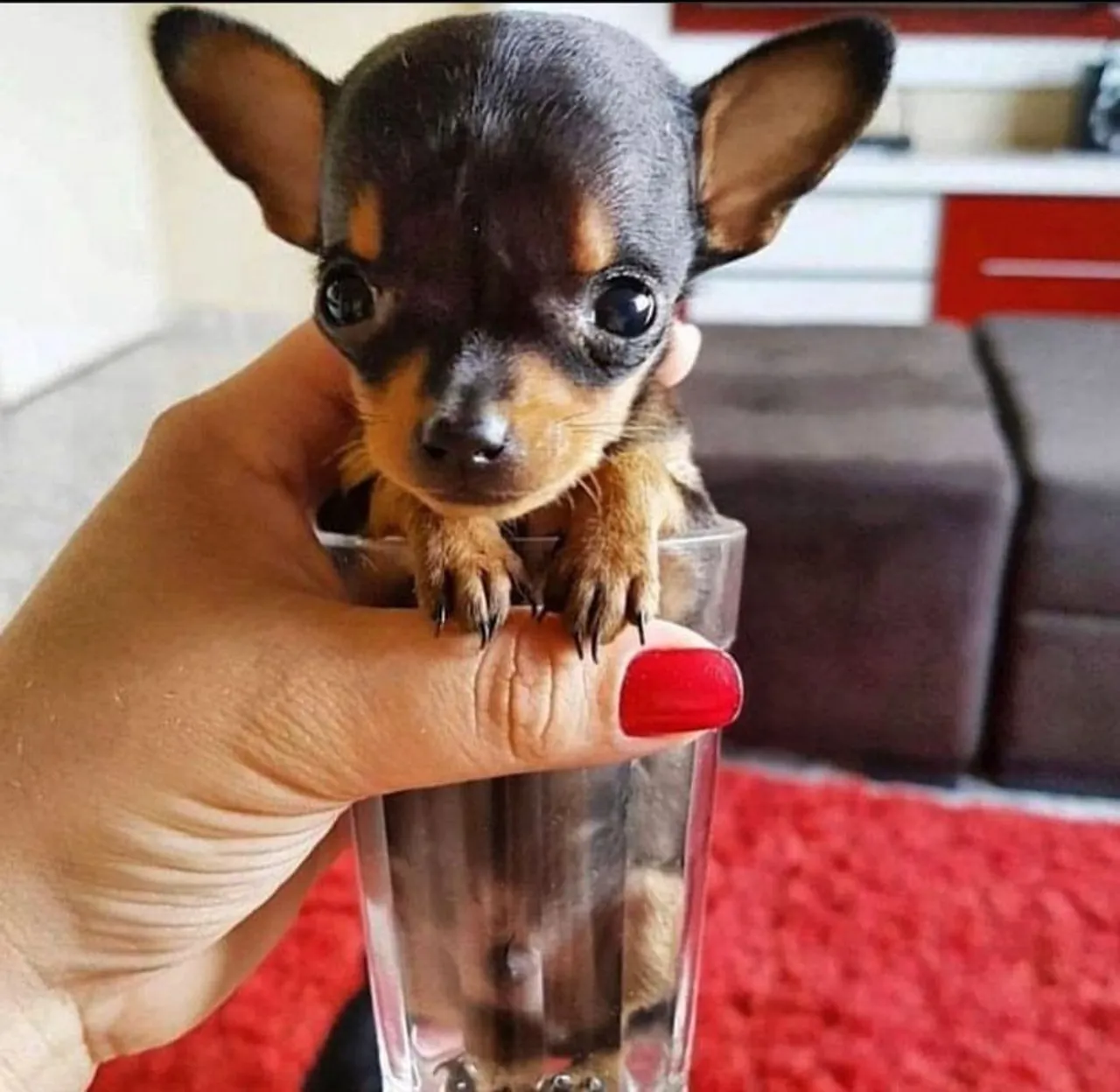 "pinscher 0" - Cachorros no Brasil