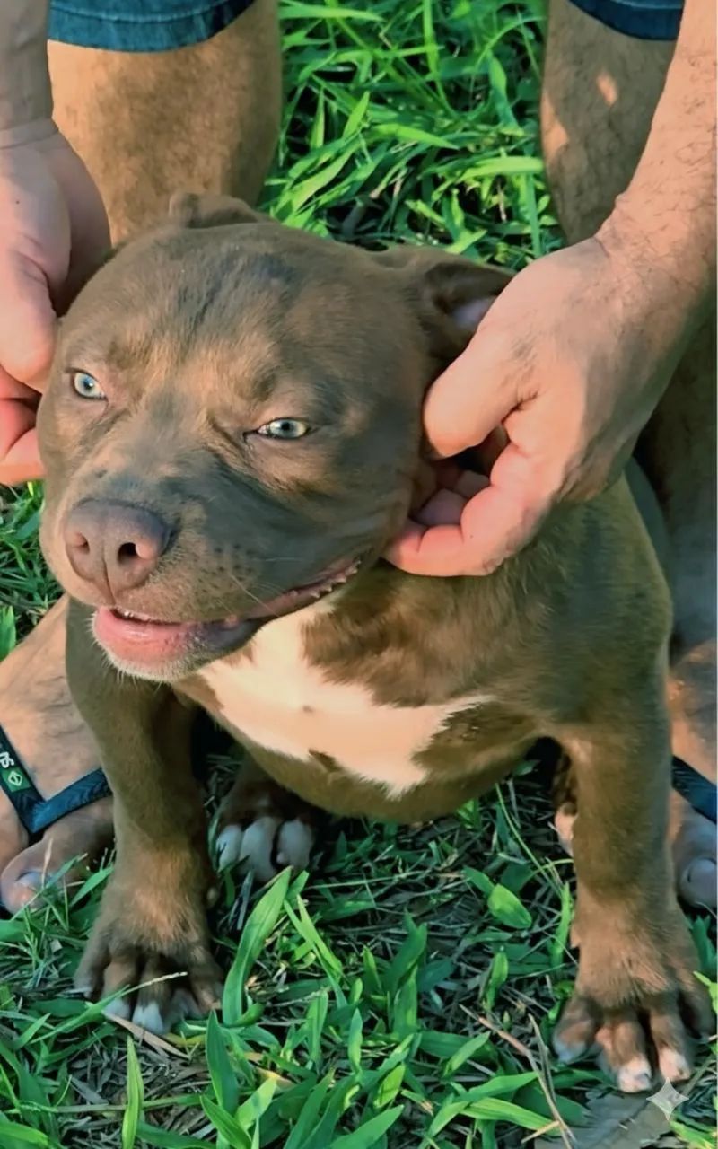 Pit Monster - filhote - Cachorros - Flamengo, Rio de Janeiro 1469954765 ...