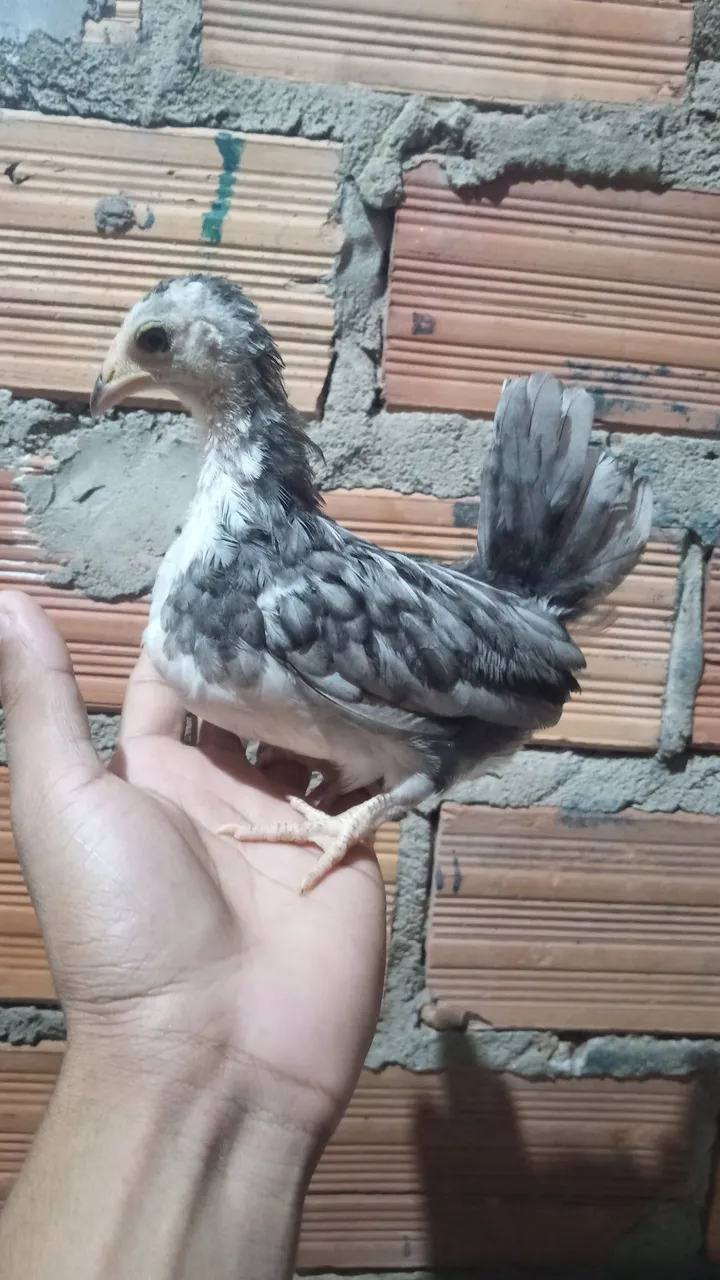 "garnizes nagasaki" no Brasil