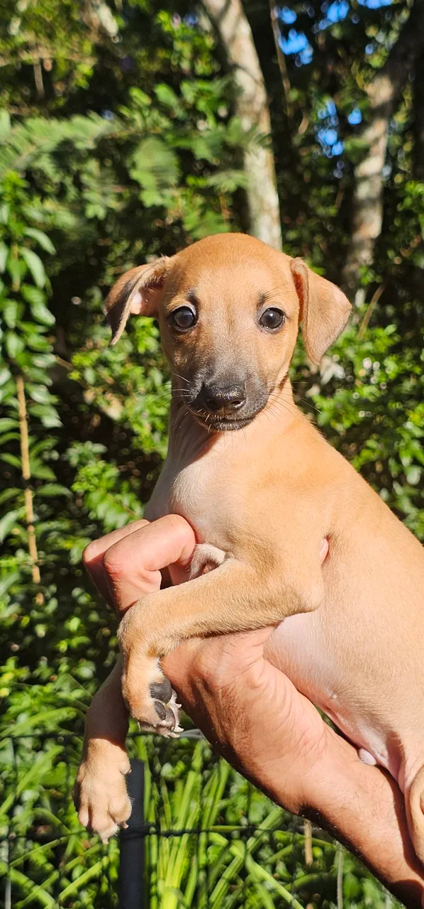 "galgo italiano" no Brasil