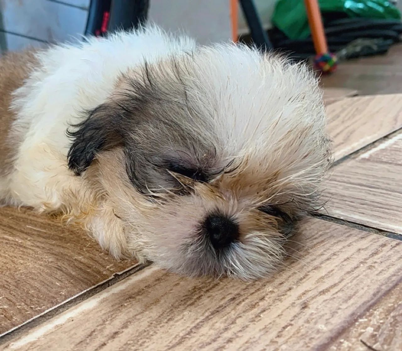 Filhote Shih Tzu Fêmea - Cachorros - Aeroporto Velho, Rio Branco ...