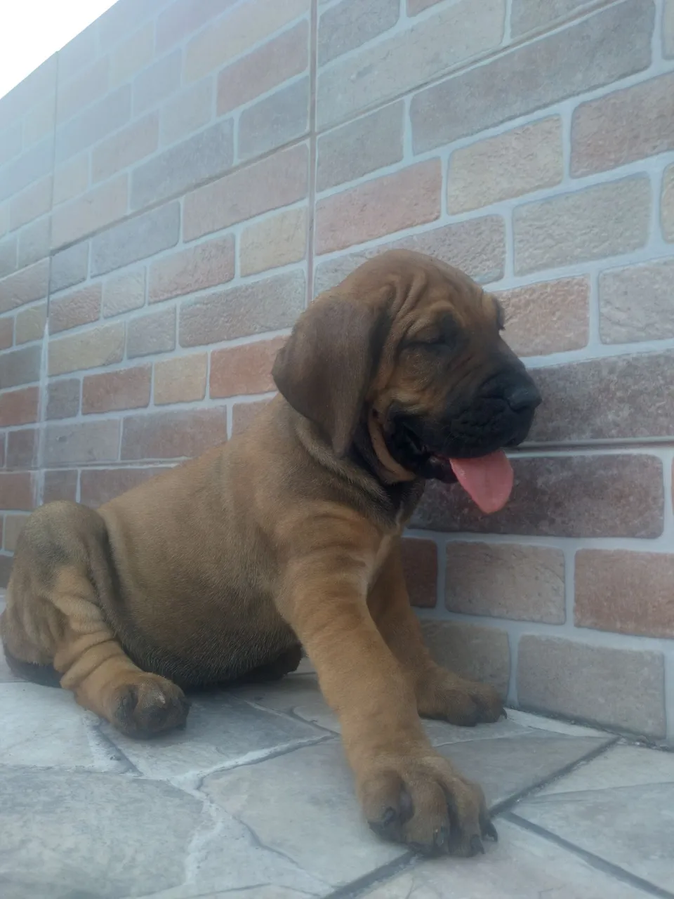 "filhote de fila brasileiro" - Cachorros no Brasil