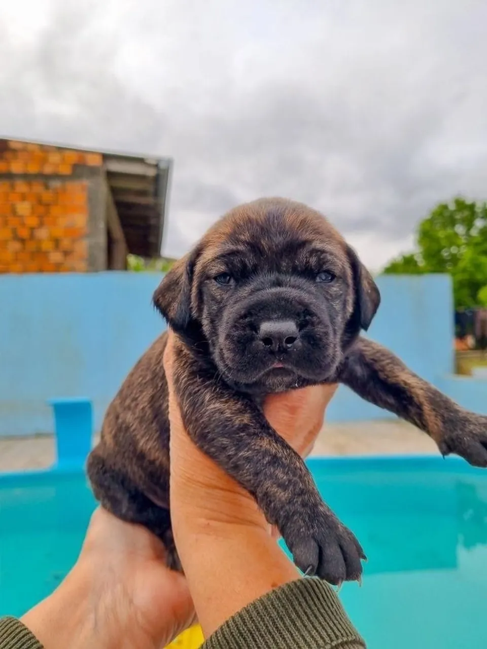 "fila brasileiros" no Brasil