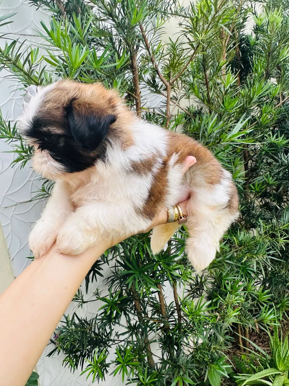 SHIH TZU COM PEDIGREE - Cachorros - Marco, Belém 1469011782 | OLX