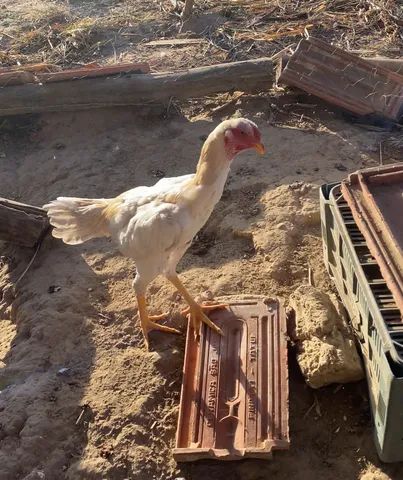 "frango branco" no Brasil