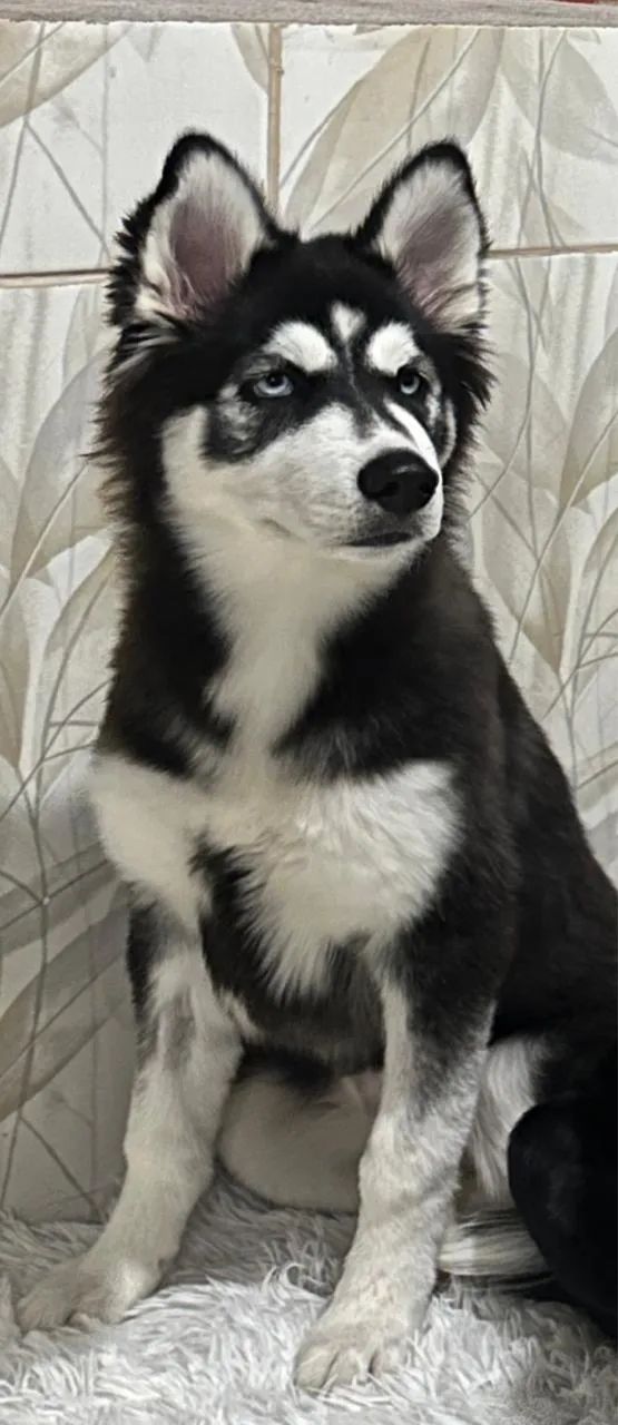 Husky Siberiano Pedigree CBKC - Cachorros - Banco de Areia, Mesquita ...