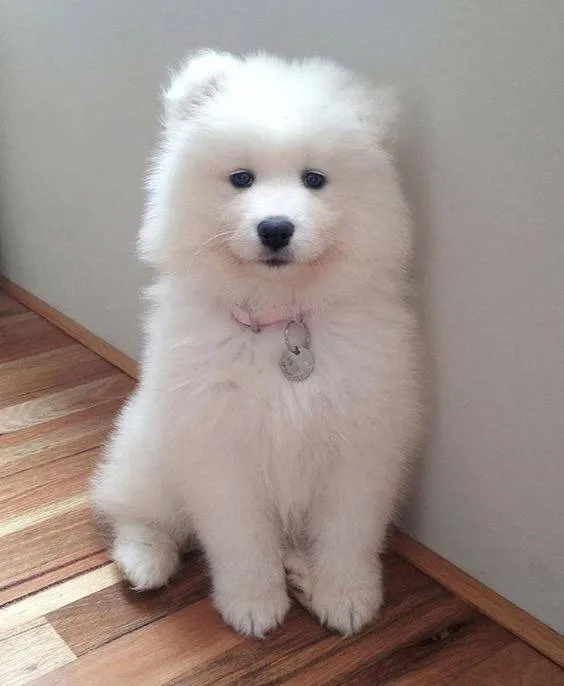 "samoiedas" no Brasil