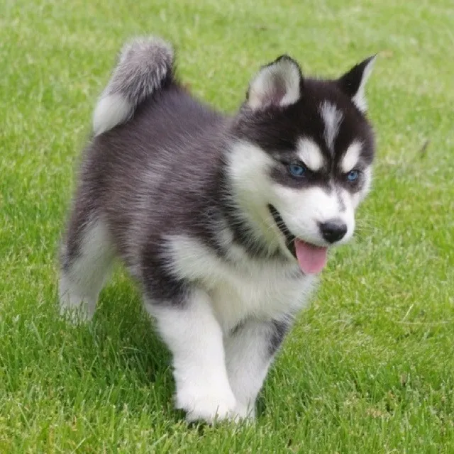 "huski seberiano" no Brasil