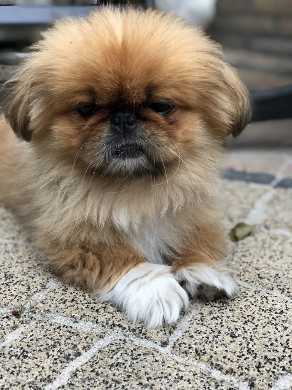 "pequines" no Brasil