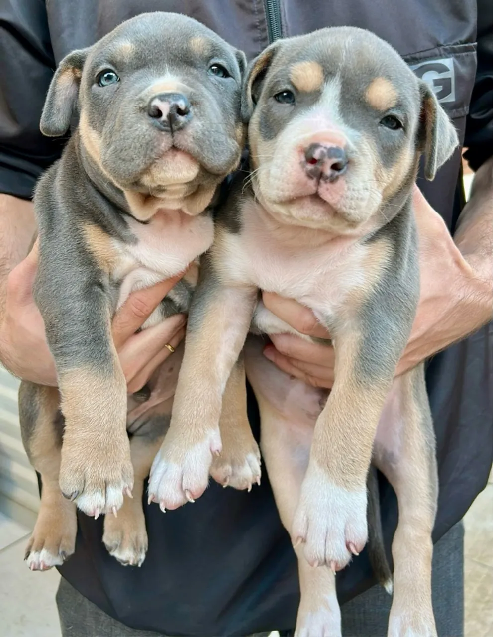 "filhotes de american bully" - Cachorros no Brasil
