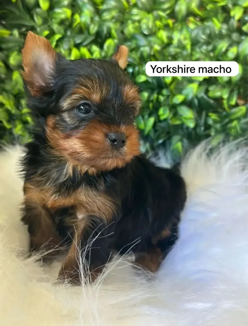 "yorkshire terrier mini" - Cachorros no Brasil