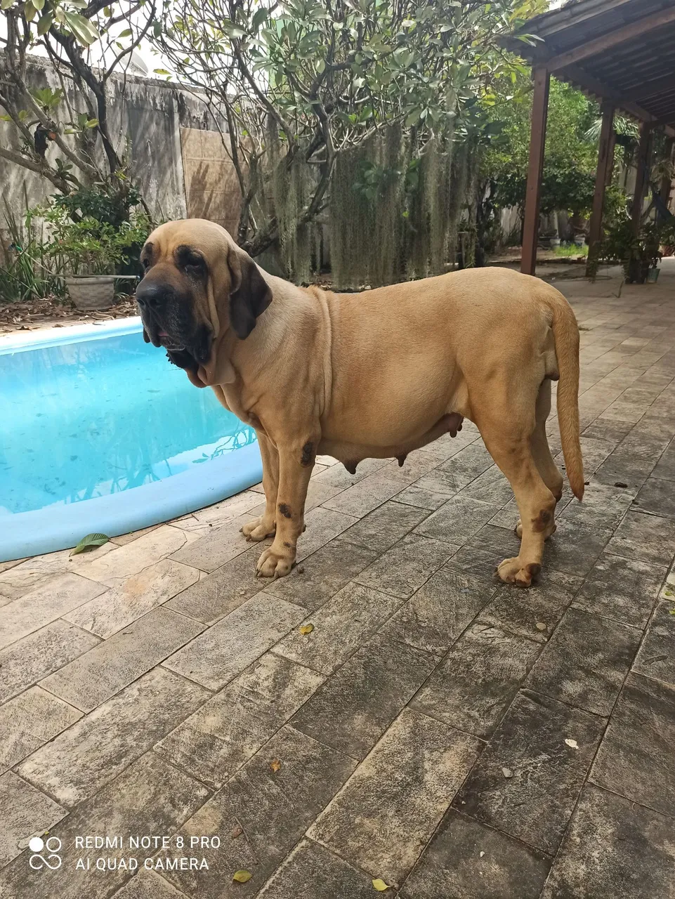 "filhote de fila brasileiro" - Cachorros no Brasil