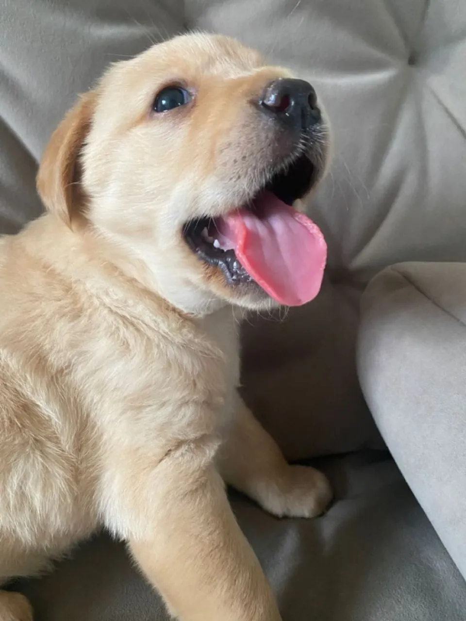 "cachorro caramelo" - Cachorros no Brasil