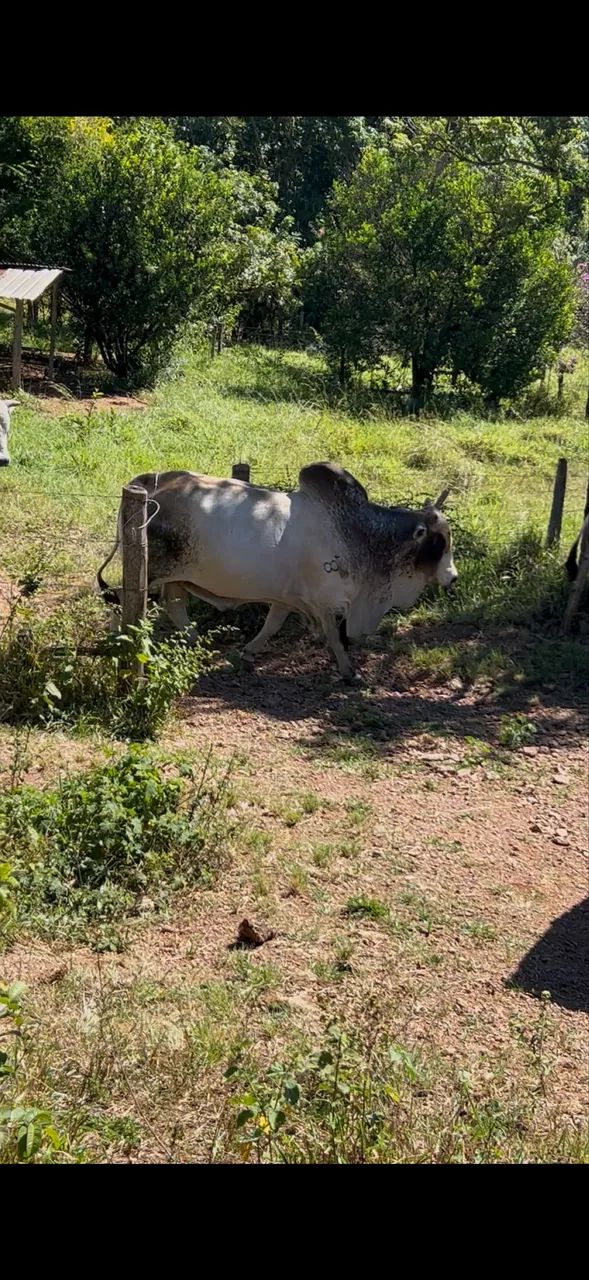 TOURO NELORE CEIP 4 ANOS - Animais para agropecuária - Núcleo ...