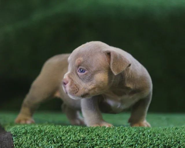 "bully tri lilac" no Brasil