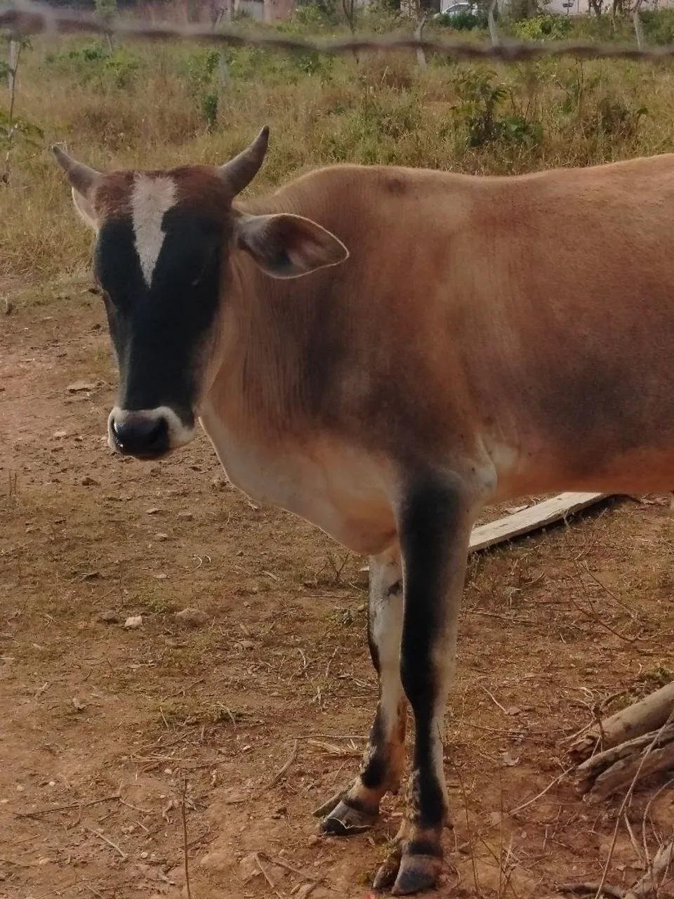 "garrote nelore" - Animais para agropecuária no Brasil