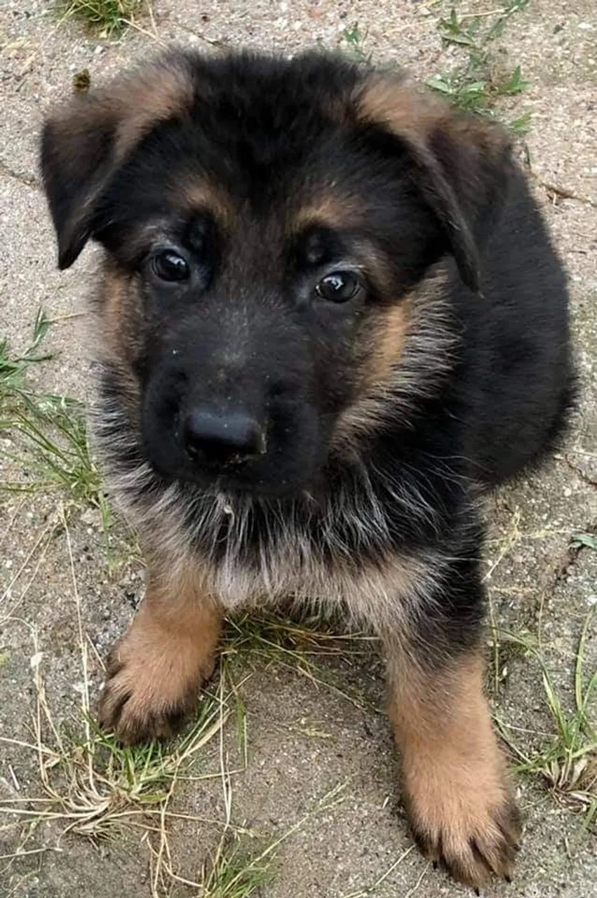 "pastor alemao puro" - Cachorros no Brasil