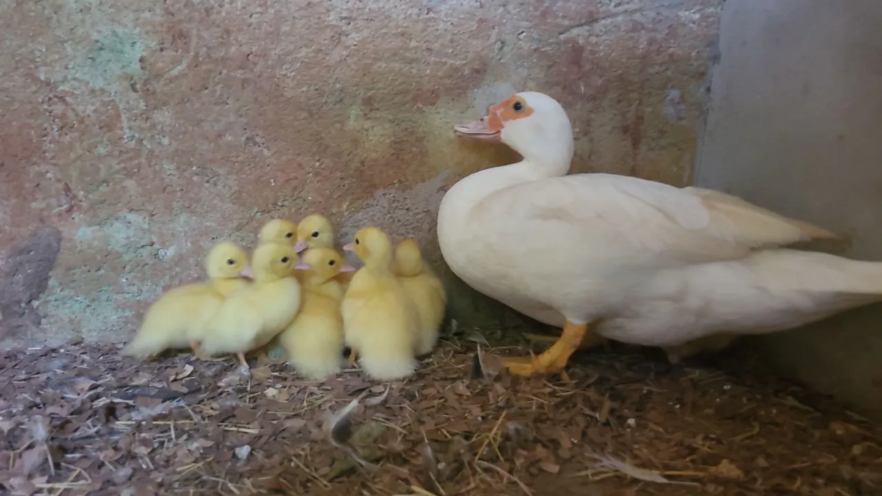 "filhotes de patos" - Outros animais no Brasil