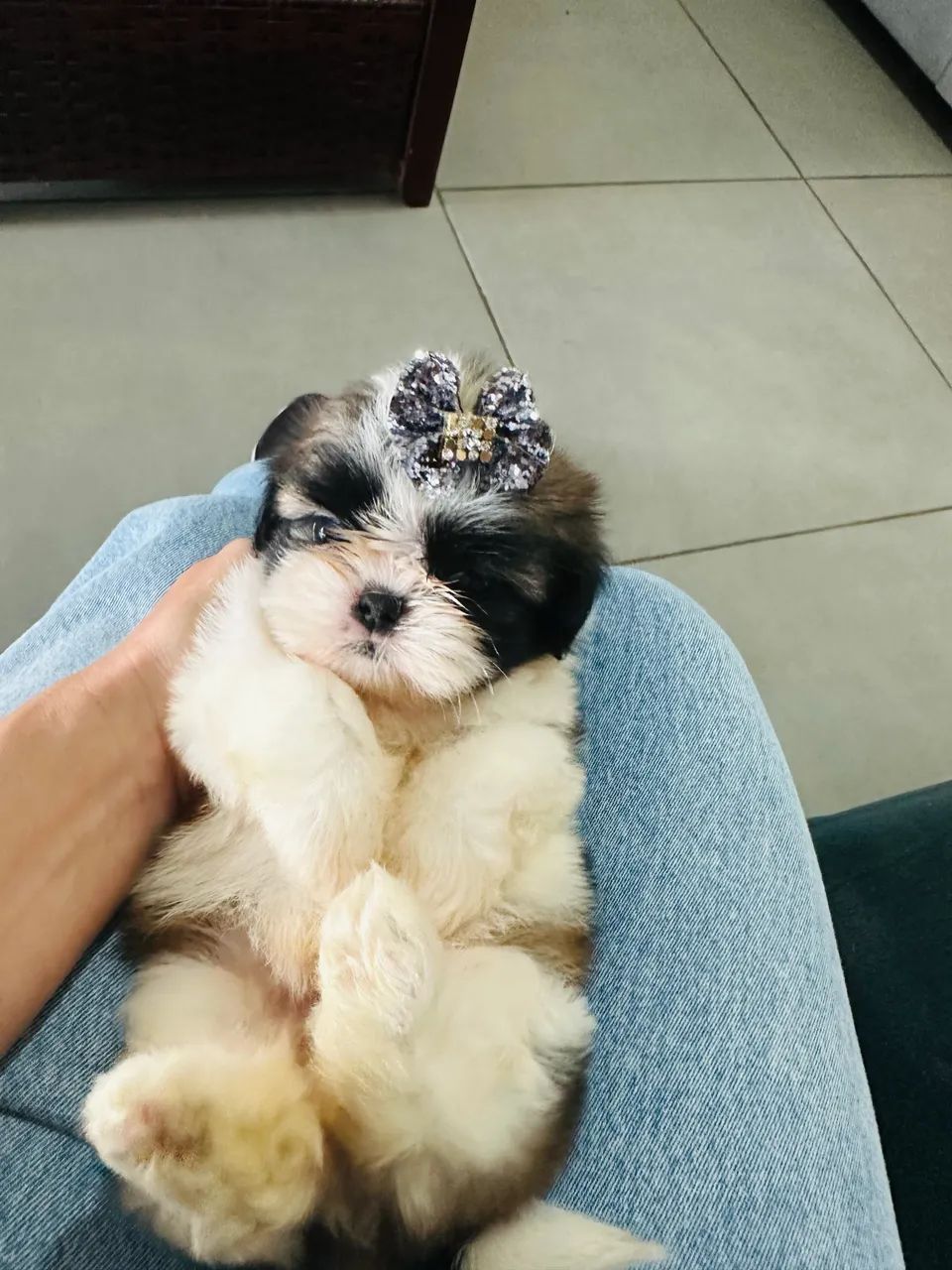 SHIH TZU COM PEDIGREE - Cachorros - Marco, Belém 1469011782 | OLX