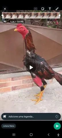 "galo shamo" no Brasil