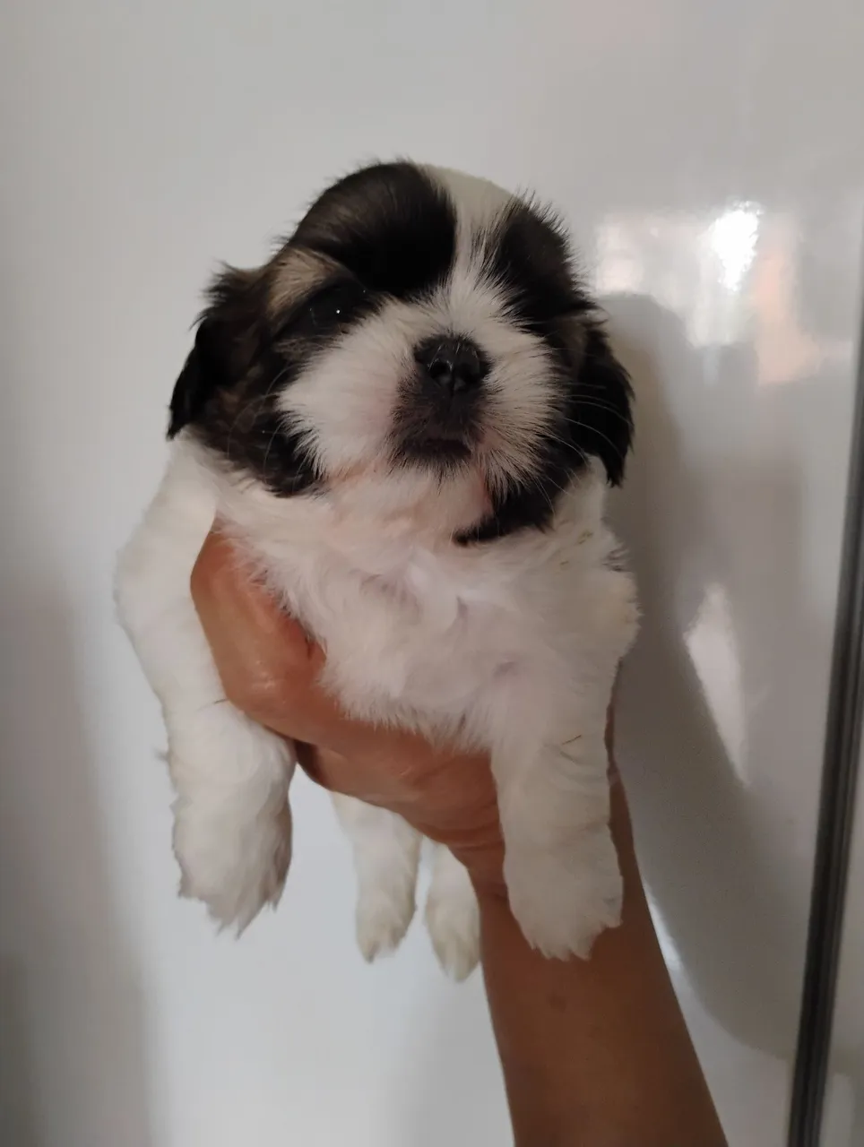 "filhotes de shih tzu" - Cachorros no Brasil