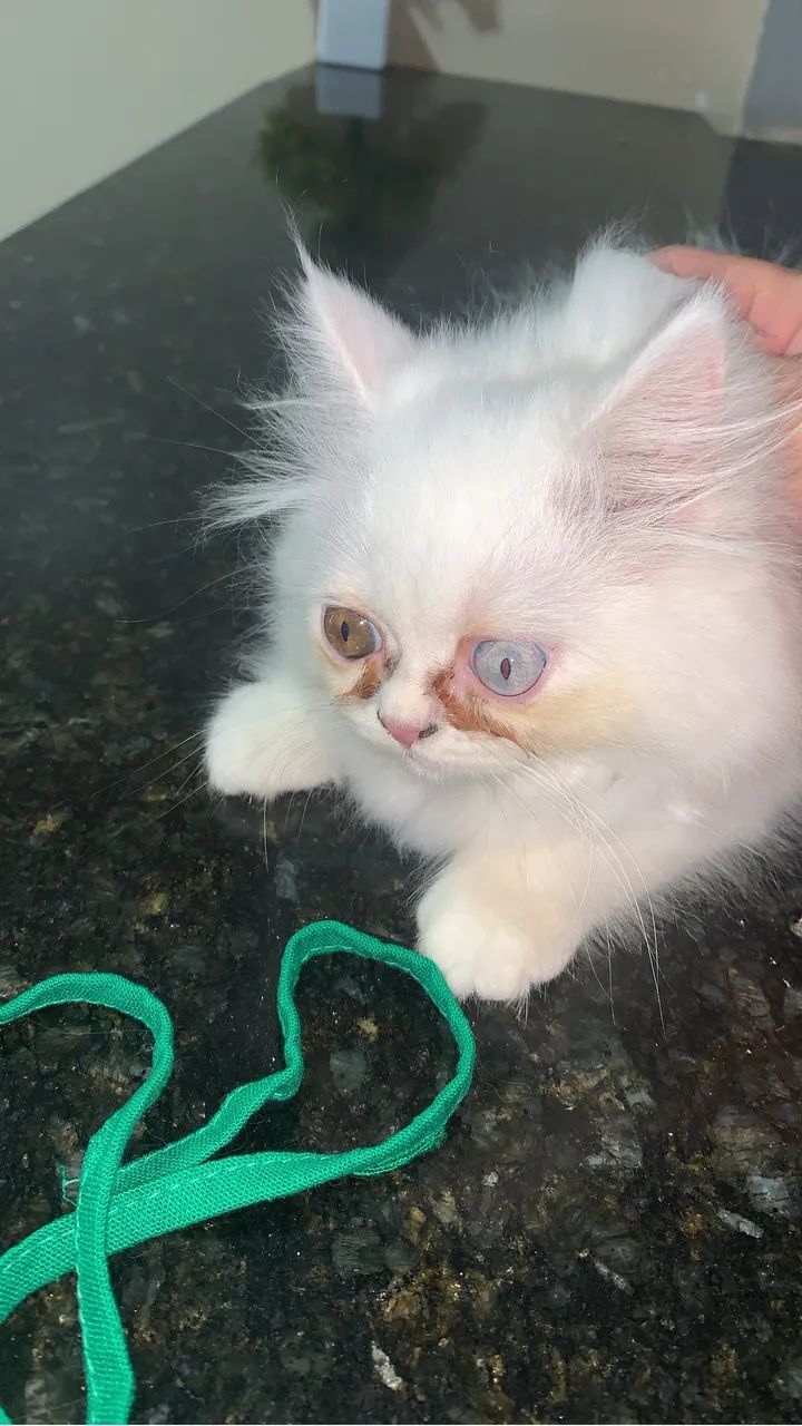 GATO PERSA CARUARU - Gatos - Maurício de Nassau, Caruaru 1454221122 | OLX