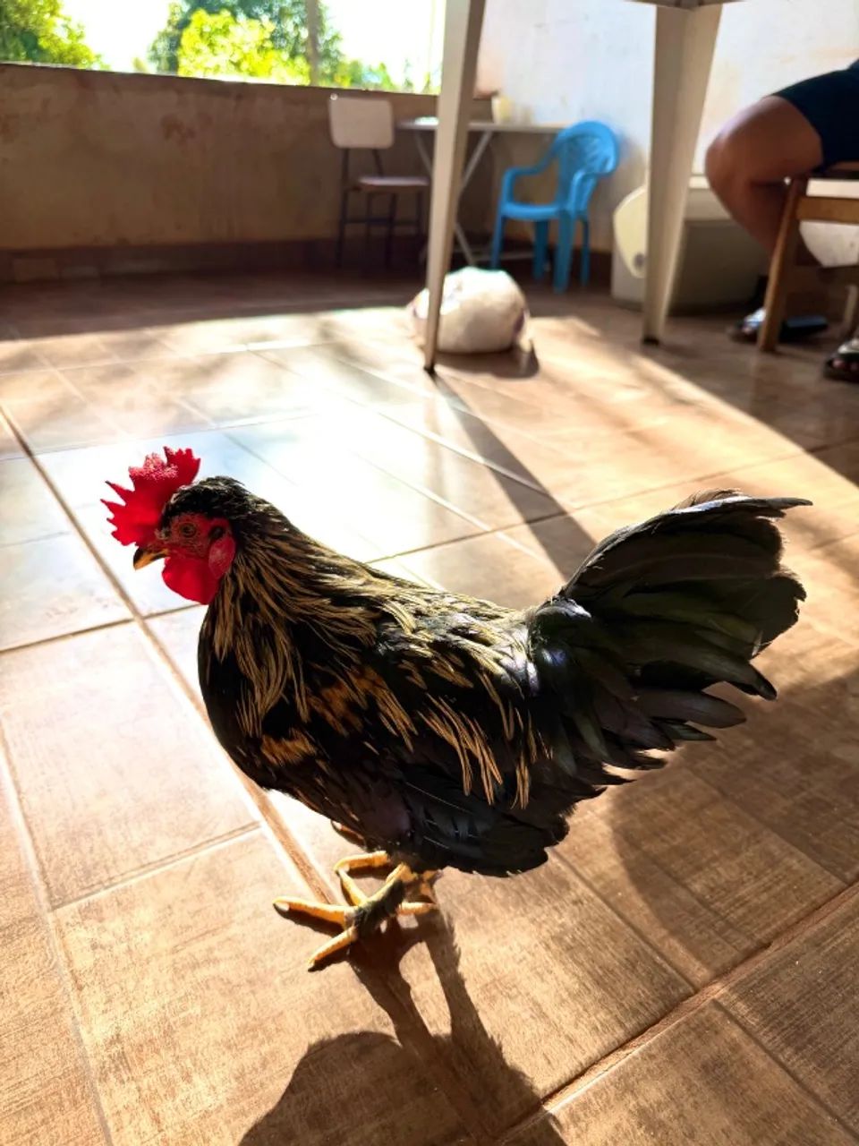 Galo Garnizé - Animais para agropecuária - Centro, Uberlândia ...