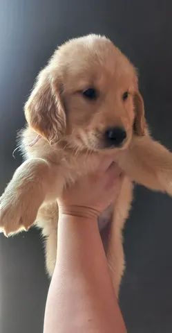 Cachorro Golden Retriever no Paraná
