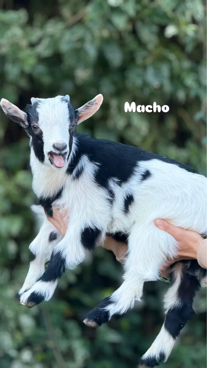 "mini cabras" no Brasil