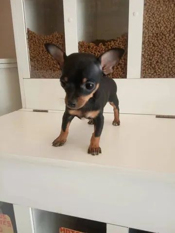 "pinscher 00 miniatura" - Cachorros no Brasil