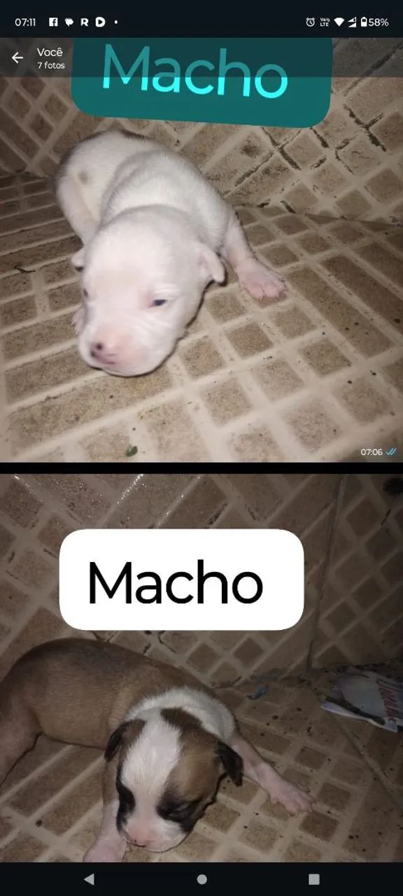 Pitbull red nose e American Bully - Cachorros - Pero Vaz, Salvador ...