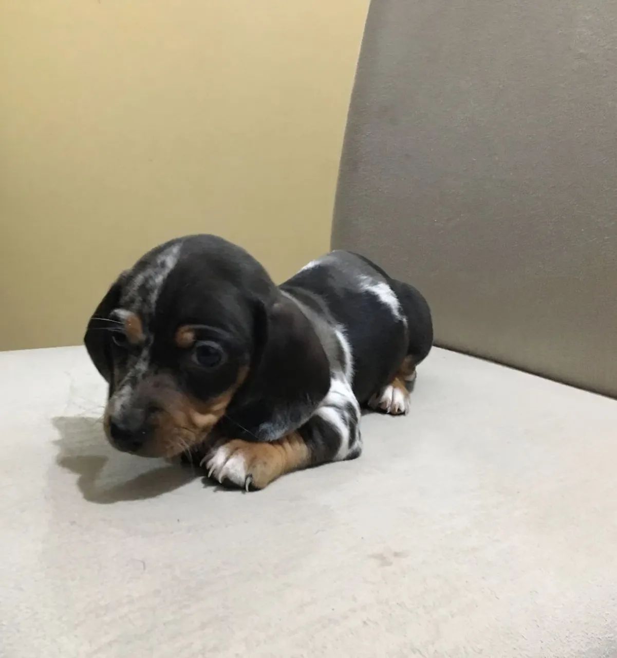 Slsichinha/dachshund/teckel fêmea alerquim - Cachorros - Jardim ...