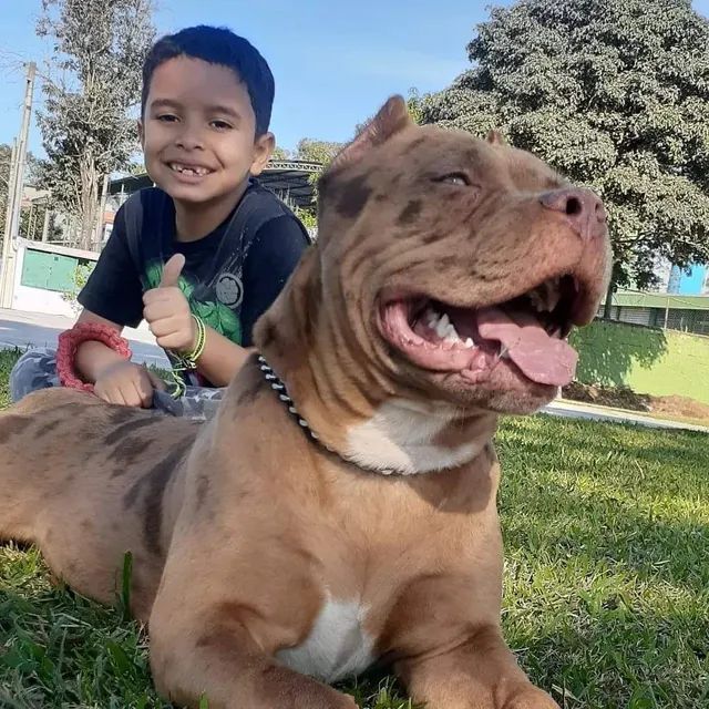 Pit monster merle | +183 anúncios na OLX Brasil