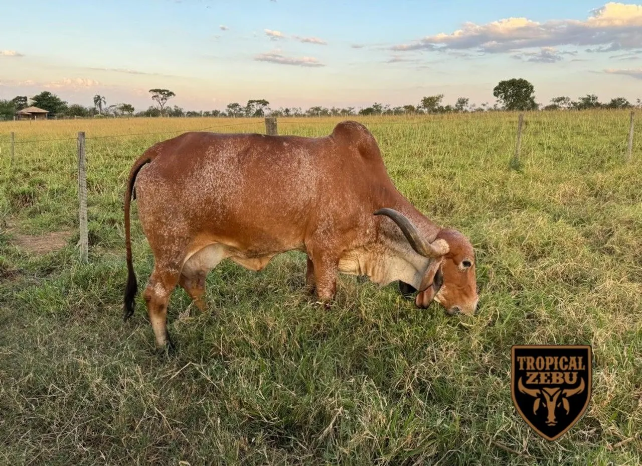 "vacas gir leiteiro" no Brasil